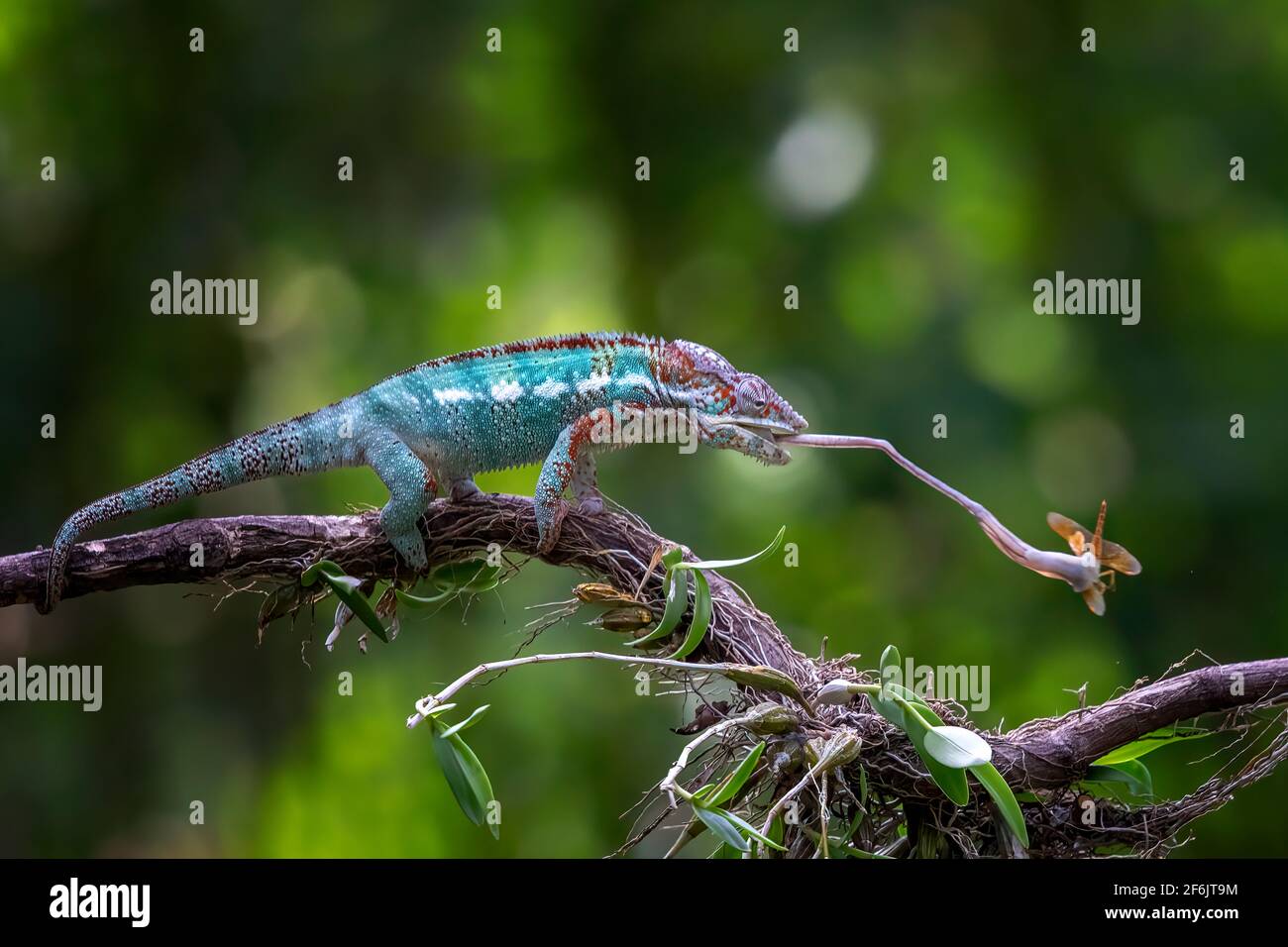 They can catch dragonflies with their eleven-inch tongue in less than ...