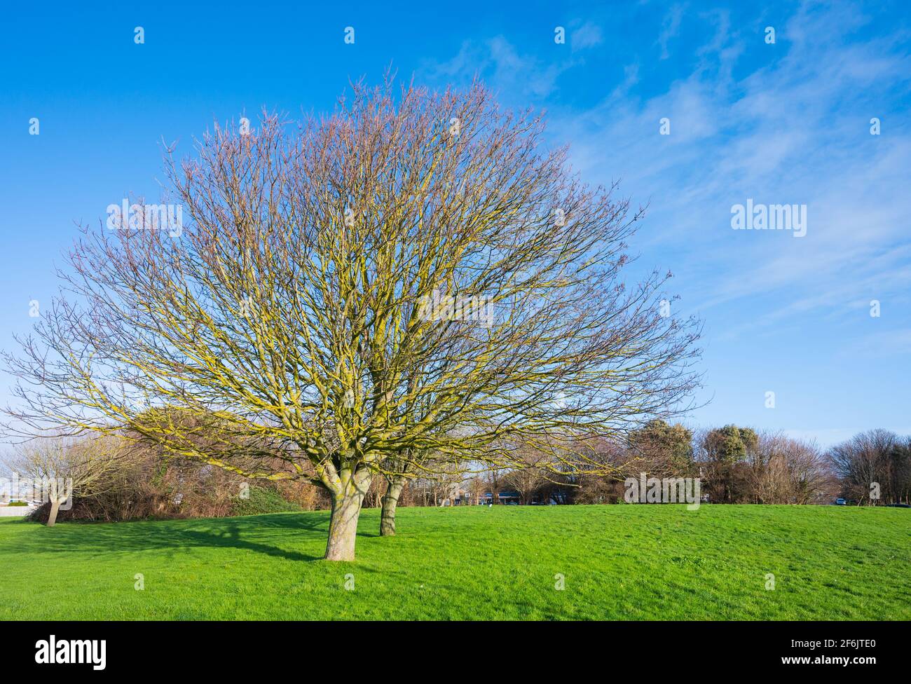 Large bare tree with no leaves (leafless tree) in Winter in West Sussex ...