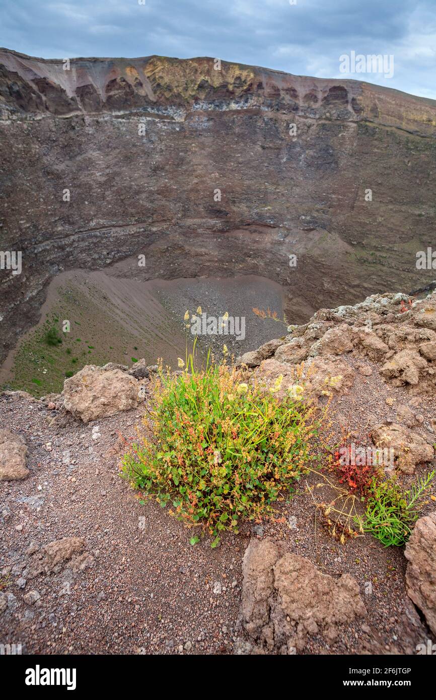 Wildflowers and grasses growing on the crater rim of the Vesuvius ...