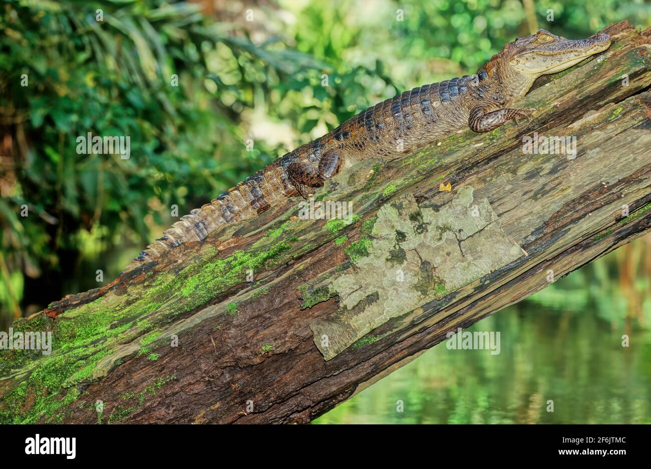 The spectacled caiman (Caiman crocodilus), also known as the white ...