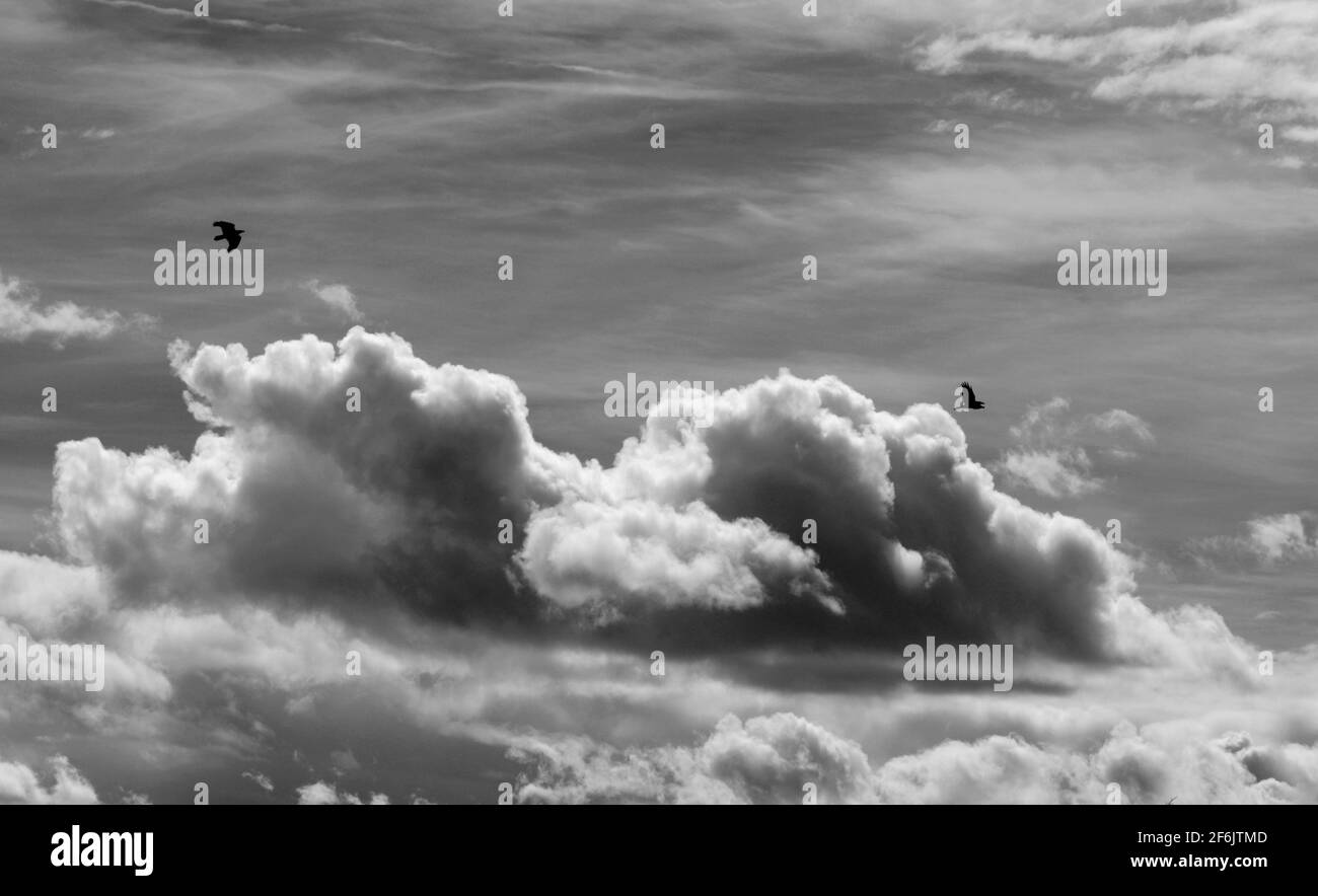 Flying ravens hi-res stock photography and images - Alamy