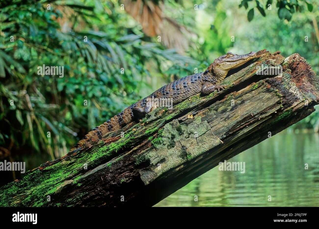 The spectacled caiman (Caiman crocodilus), also known as the white ...