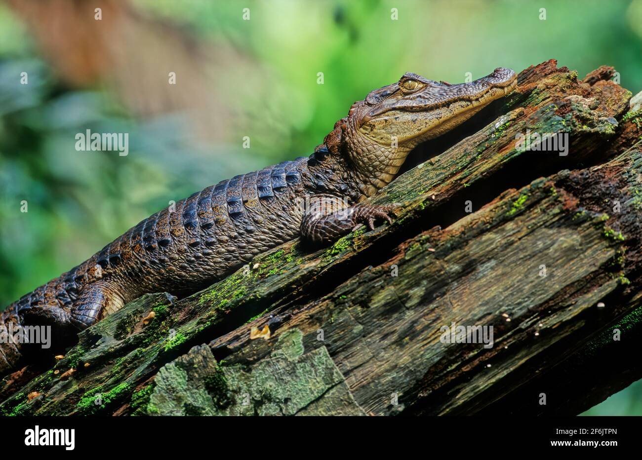 The spectacled caiman (Caiman crocodilus), also known as the white ...