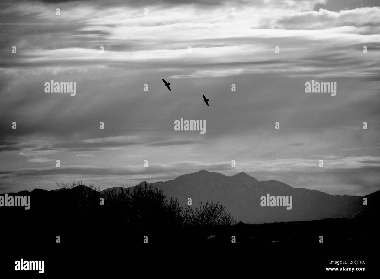 Flying ravens hi-res stock photography and images - Alamy
