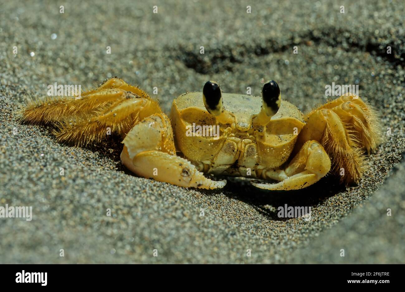 The Atlantic ghost crab, Ocypode quadrata, is a species of ghost crab Stock Photo - Alamy