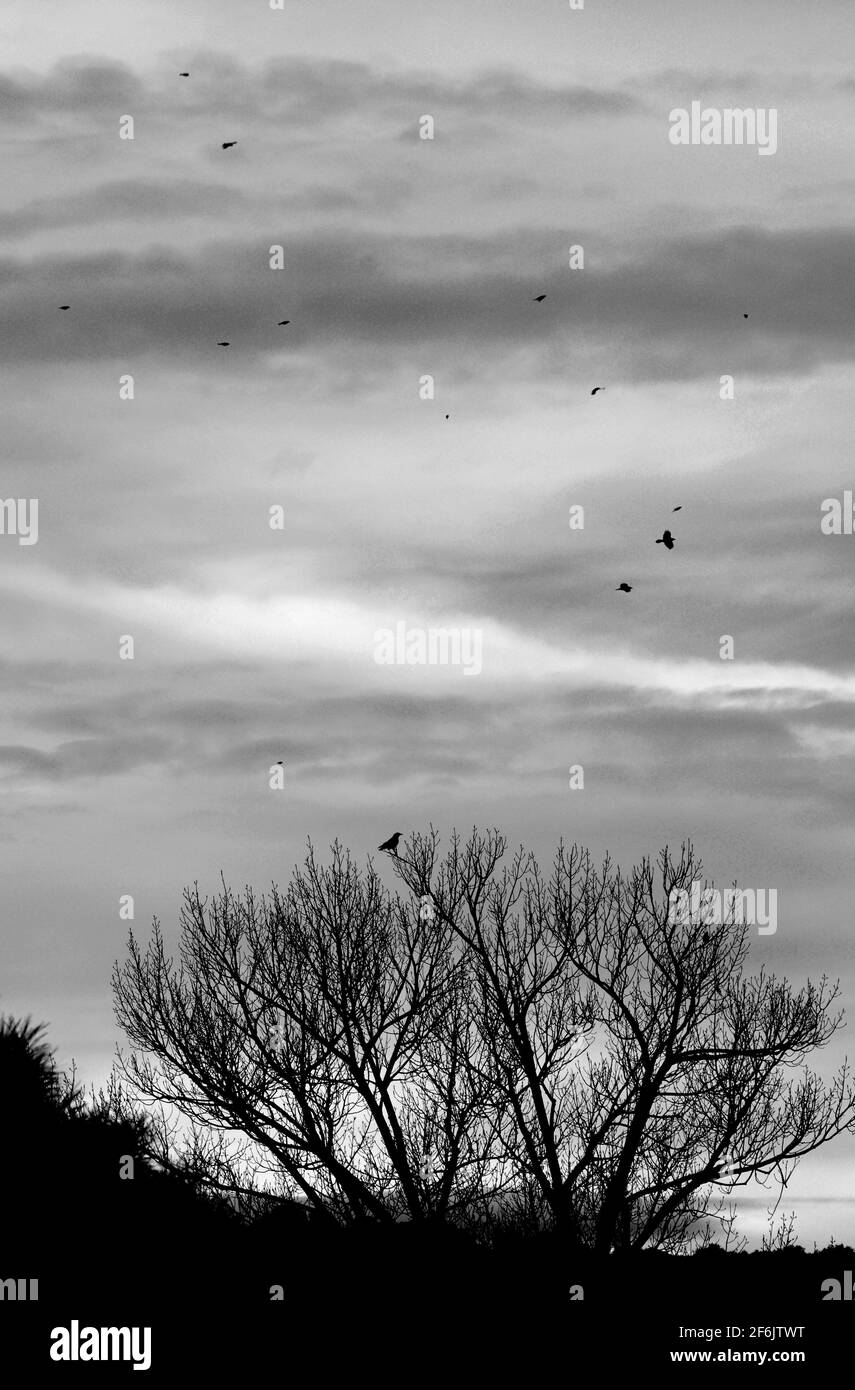 Flying ravens hi-res stock photography and images - Alamy