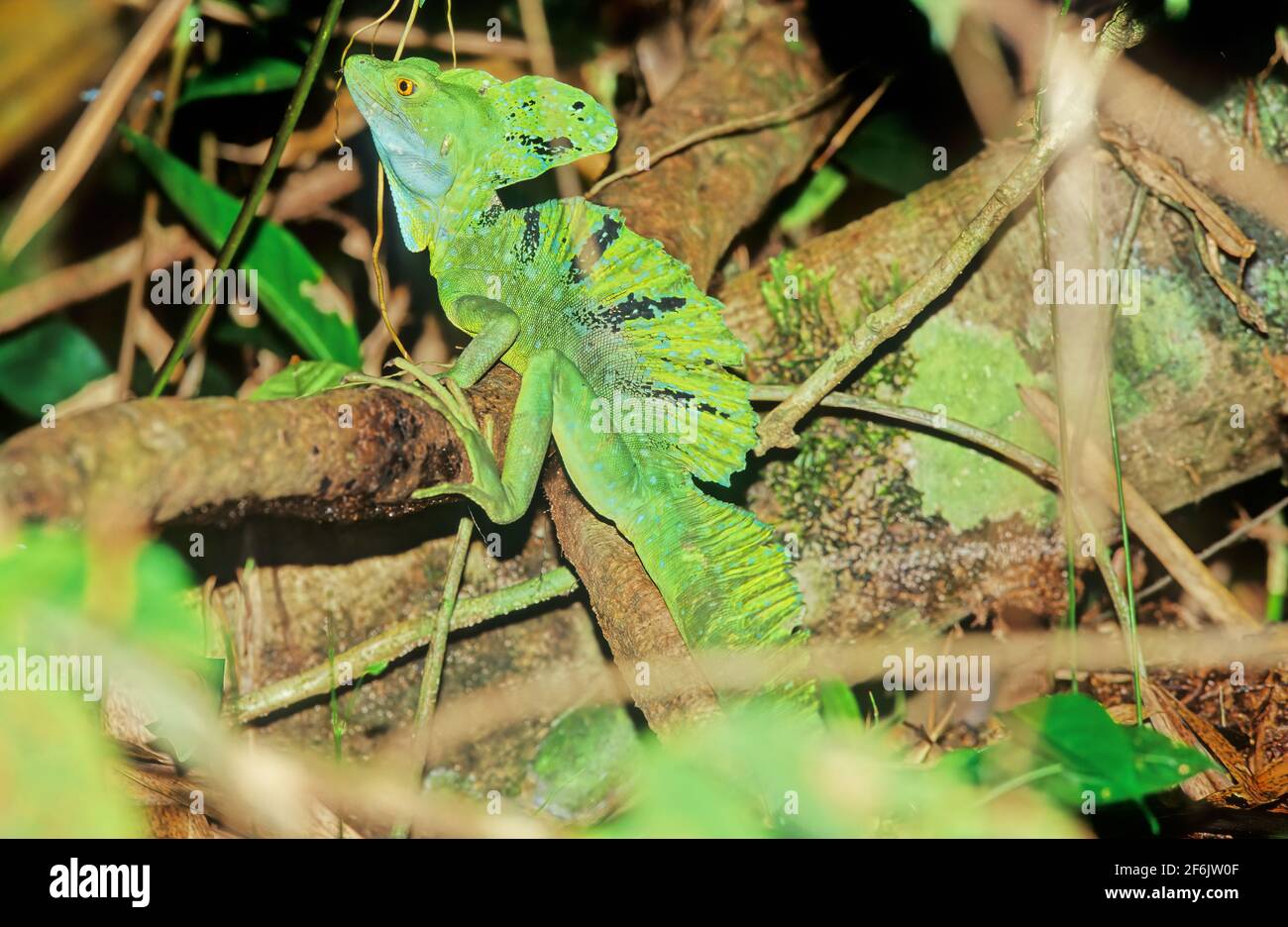 The plumed basilisk (Basiliscus plumifrons), also called commonly the ...