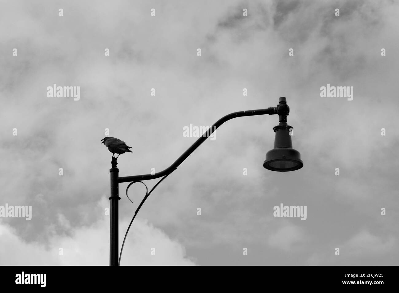 Raven and the light hi-res stock photography and images - Alamy