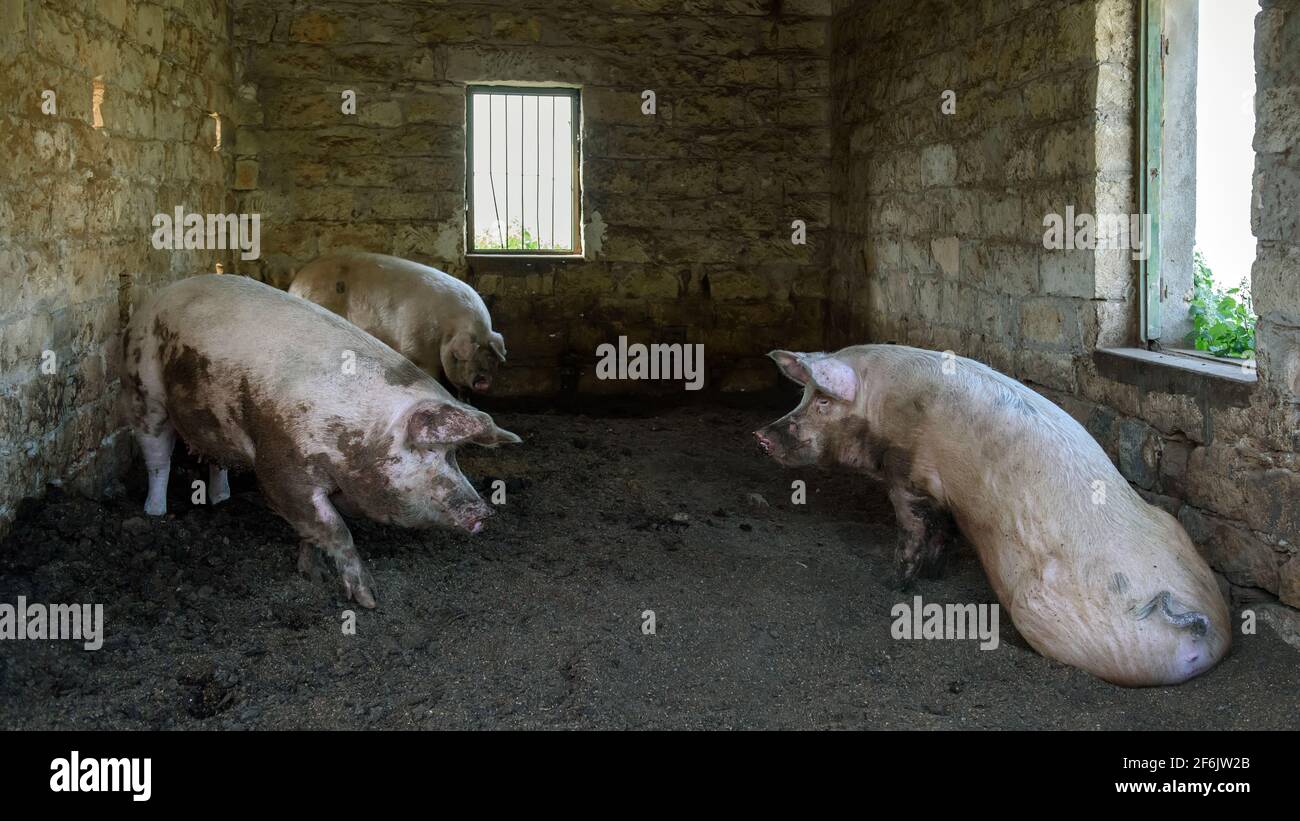 The three little pigs hi-res stock photography and images - Alamy