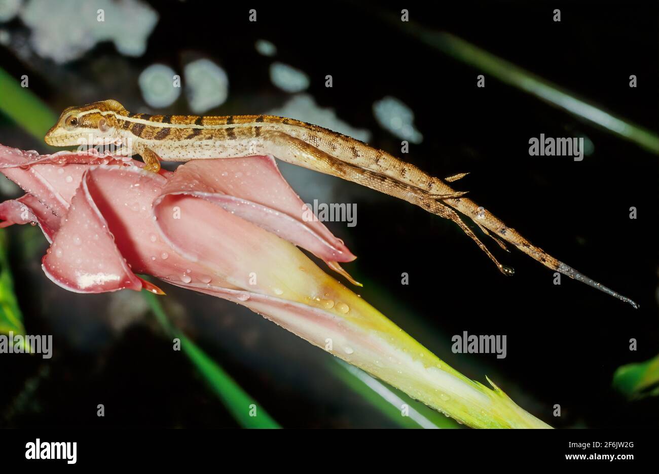 The common basilisk (Basiliscus basiliscus) is a species of lizard in ...