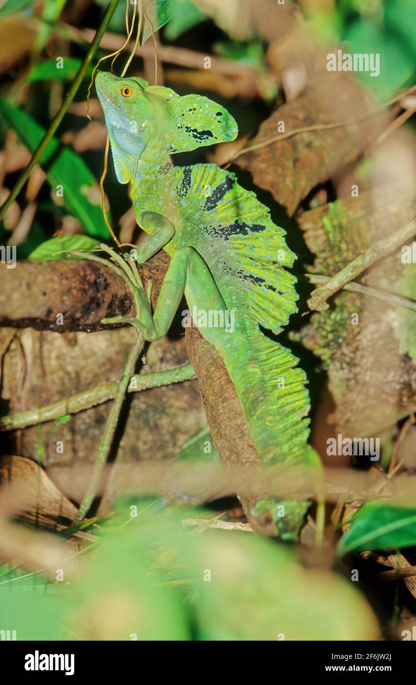 The plumed basilisk (Basiliscus plumifrons), also called commonly the ...