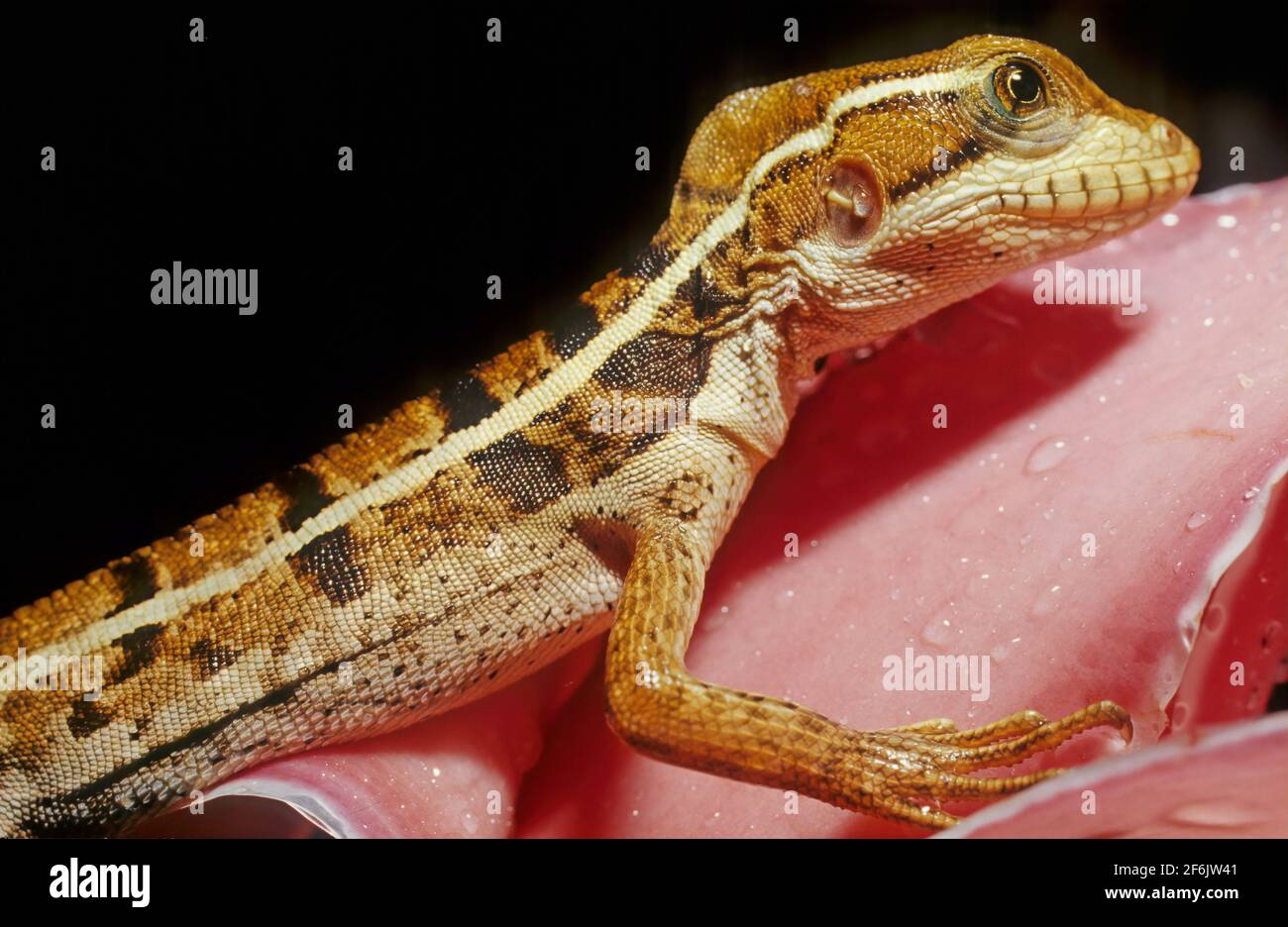 The common basilisk (Basiliscus basiliscus) is a species of lizard in ...