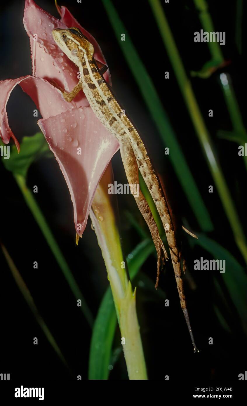 The common basilisk (Basiliscus basiliscus) is a species of lizard in ...