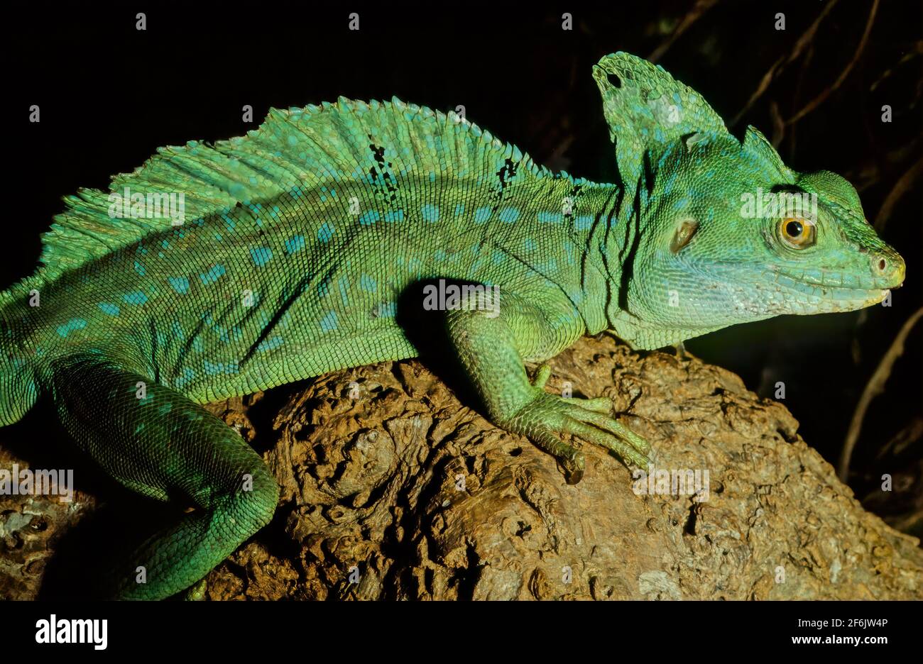 The plumed basilisk (Basiliscus plumifrons), also called commonly the ...