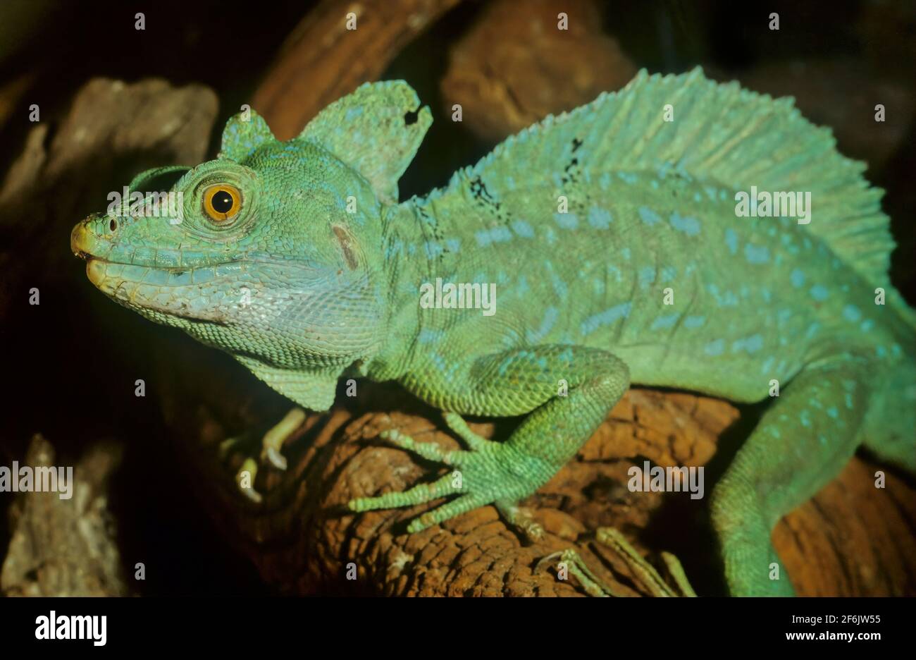 The plumed basilisk (Basiliscus plumifrons), also called commonly the ...
