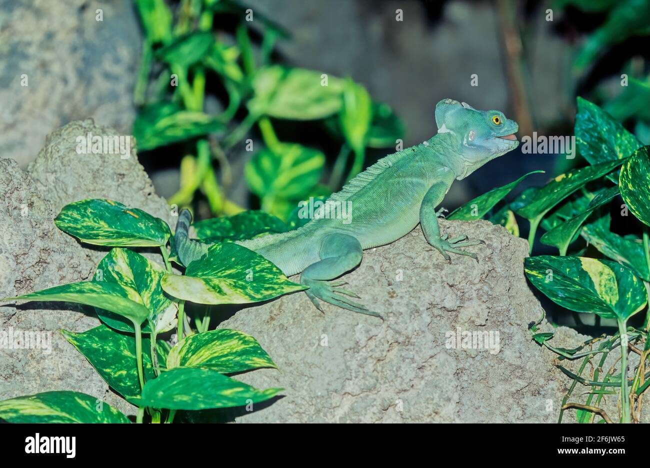 The plumed basilisk (Basiliscus plumifrons), also called commonly the ...