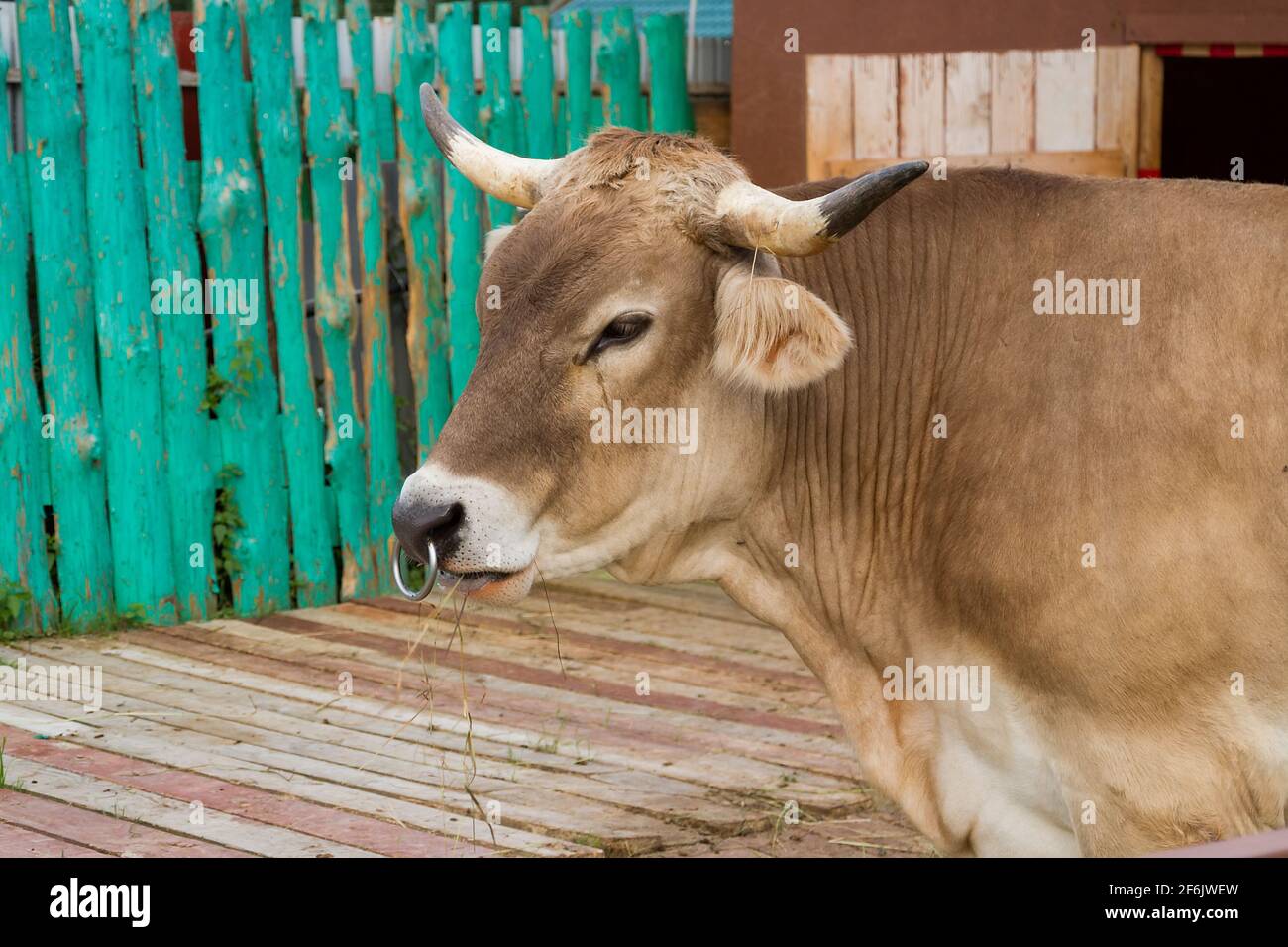 Breeding bull of the Swiss breed in the stall Stock Photo - Alamy