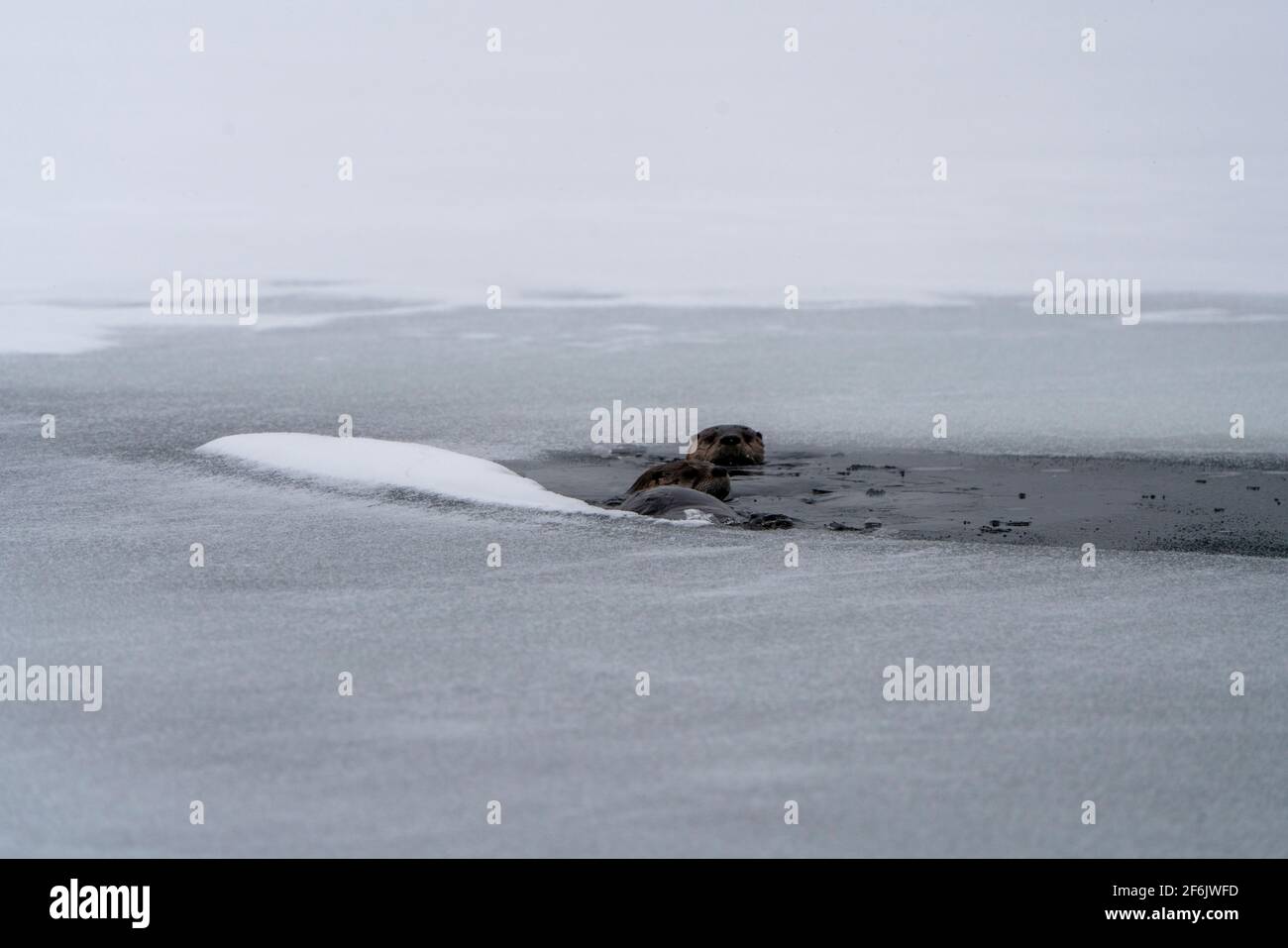 River Otters Saskatchewan Prince Albert National Park Stock Photo - Alamy