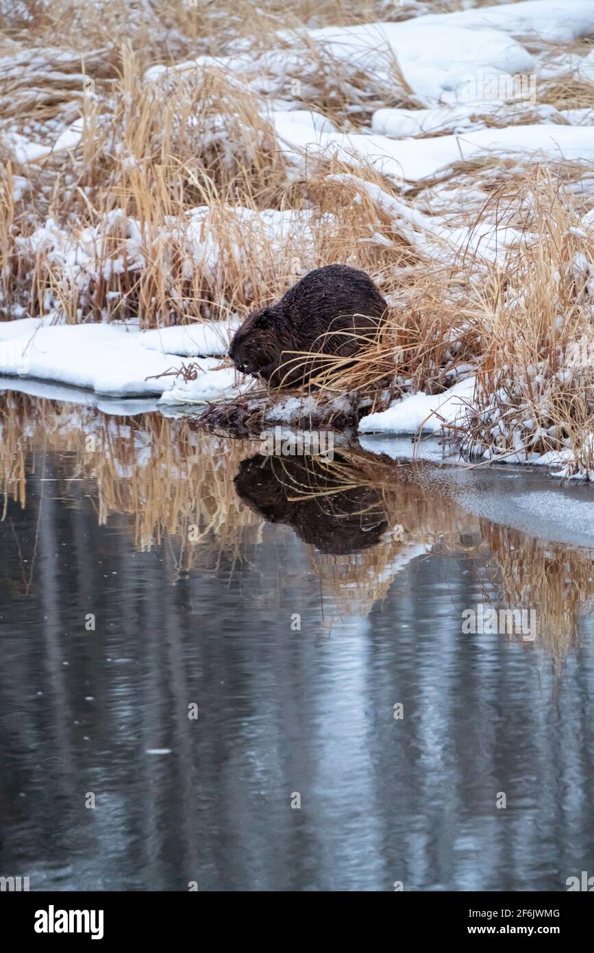 Beaver in Winter Northern Saskatchewan canada Stock Photo - Alamy