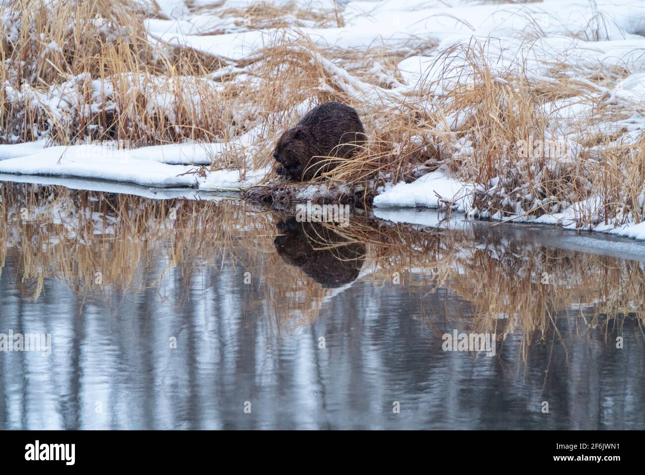 Beaver in Winter Northern Saskatchewan canada Stock Photo - Alamy