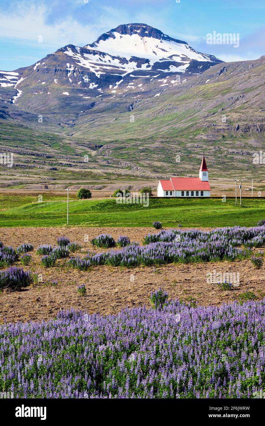 Iceland family tree hi-res stock photography and images - Alamy