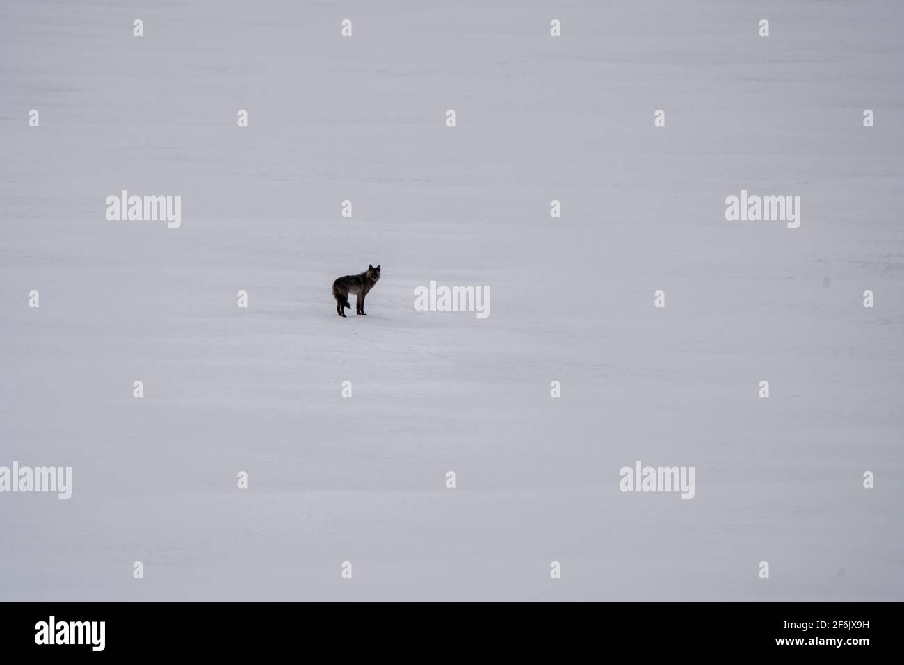 Black Wolf on Lake Waskesui Saskatchewan Canada Stock Photo - Alamy