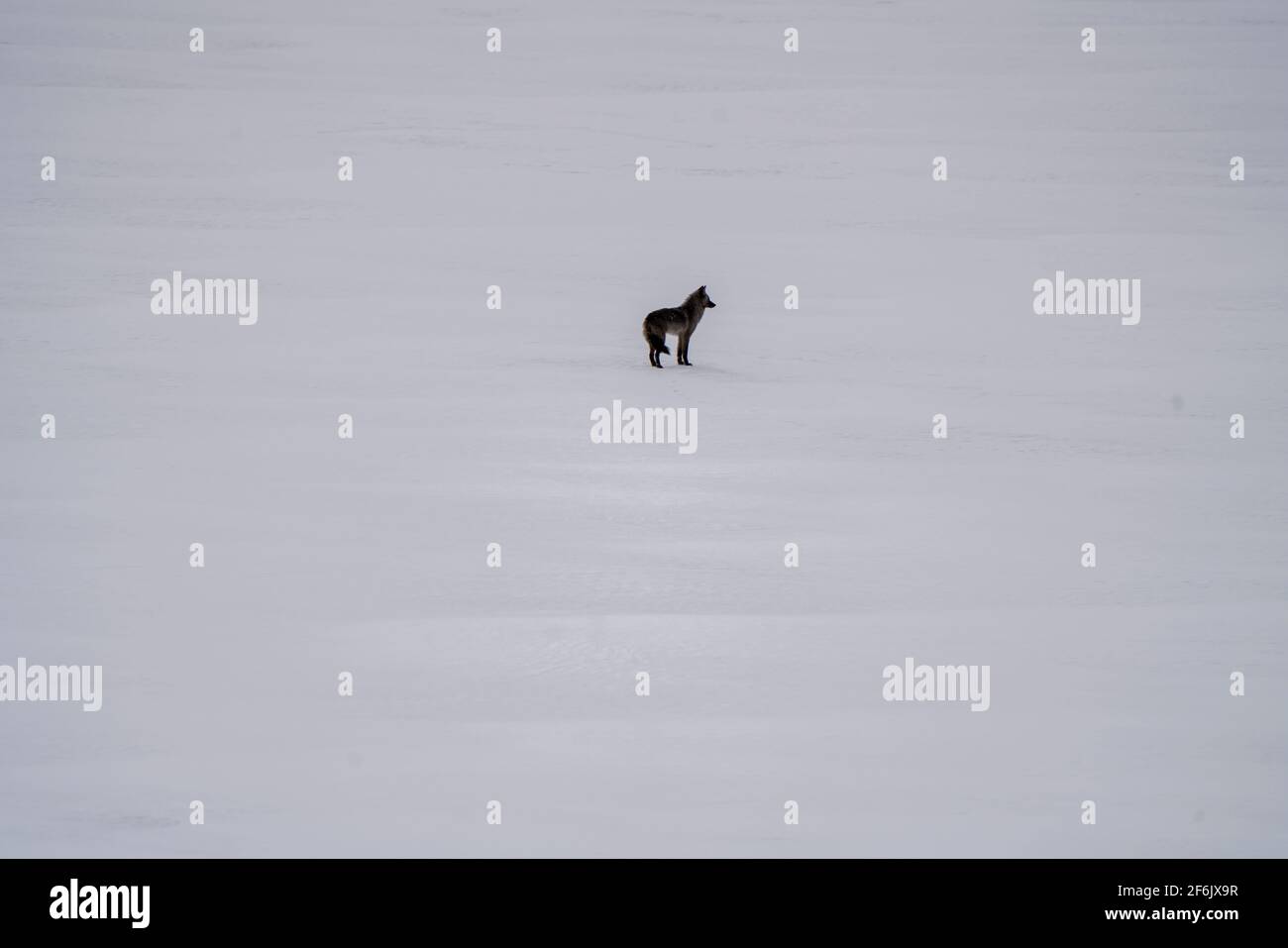 Black lake saskatchewan hi-res stock photography and images - Alamy