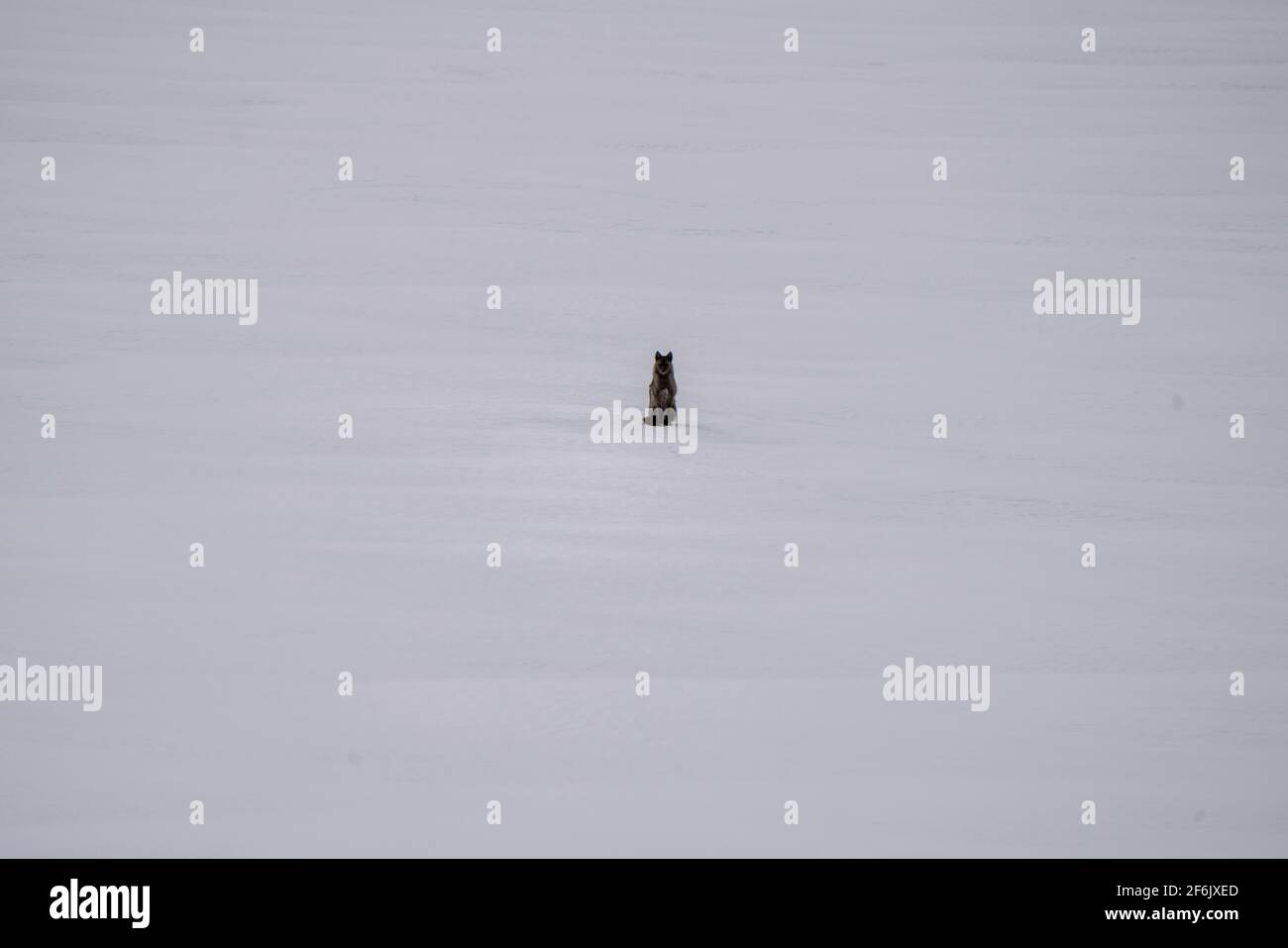 Black Wolf on Lake Waskesui Saskatchewan Canada Stock Photo - Alamy
