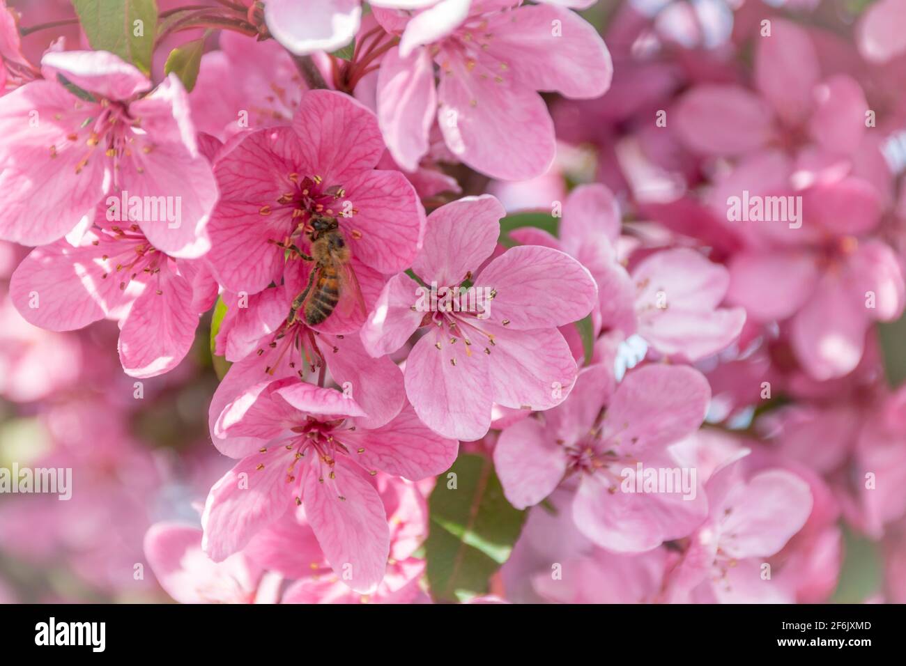 Fresh springtime sakura flower hi-res stock photography and images - Alamy