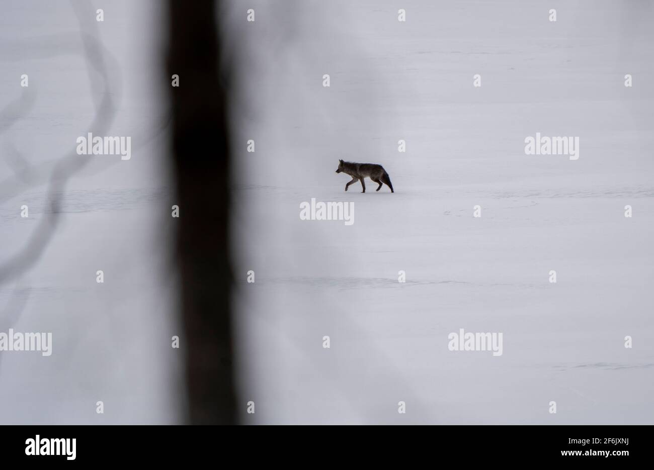 Black Wolf on Lake Waskesui Saskatchewan Canada Stock Photo - Alamy