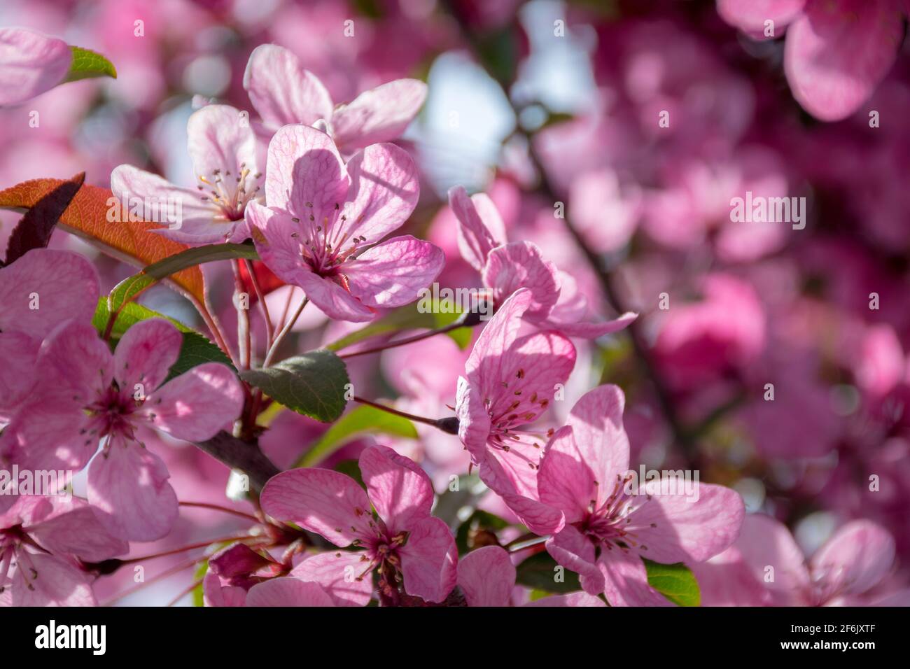 Purple sakura flowers hi-res stock photography and images - Alamy