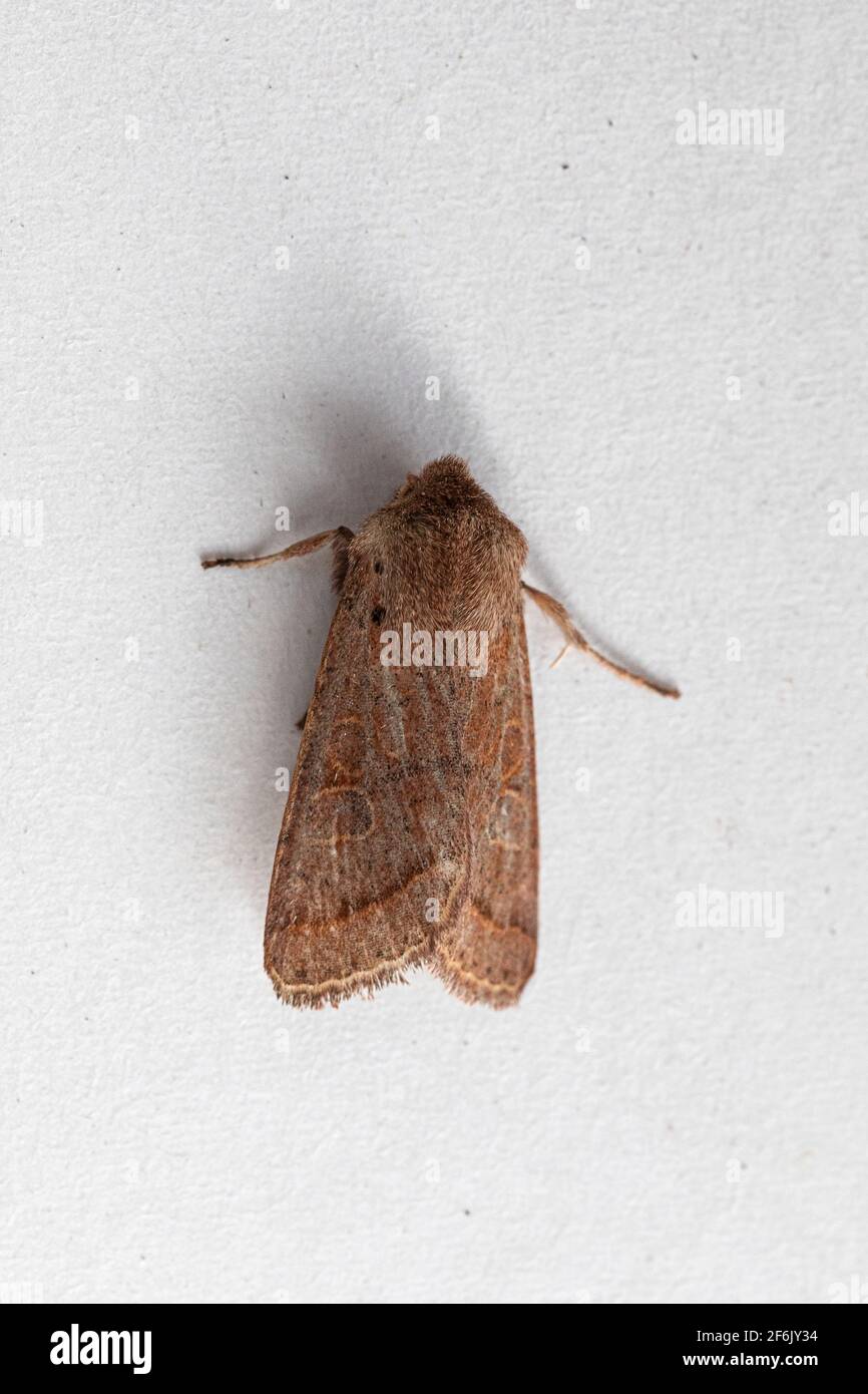 Common Quaker (Orthosia cerasi Stock Photo - Alamy