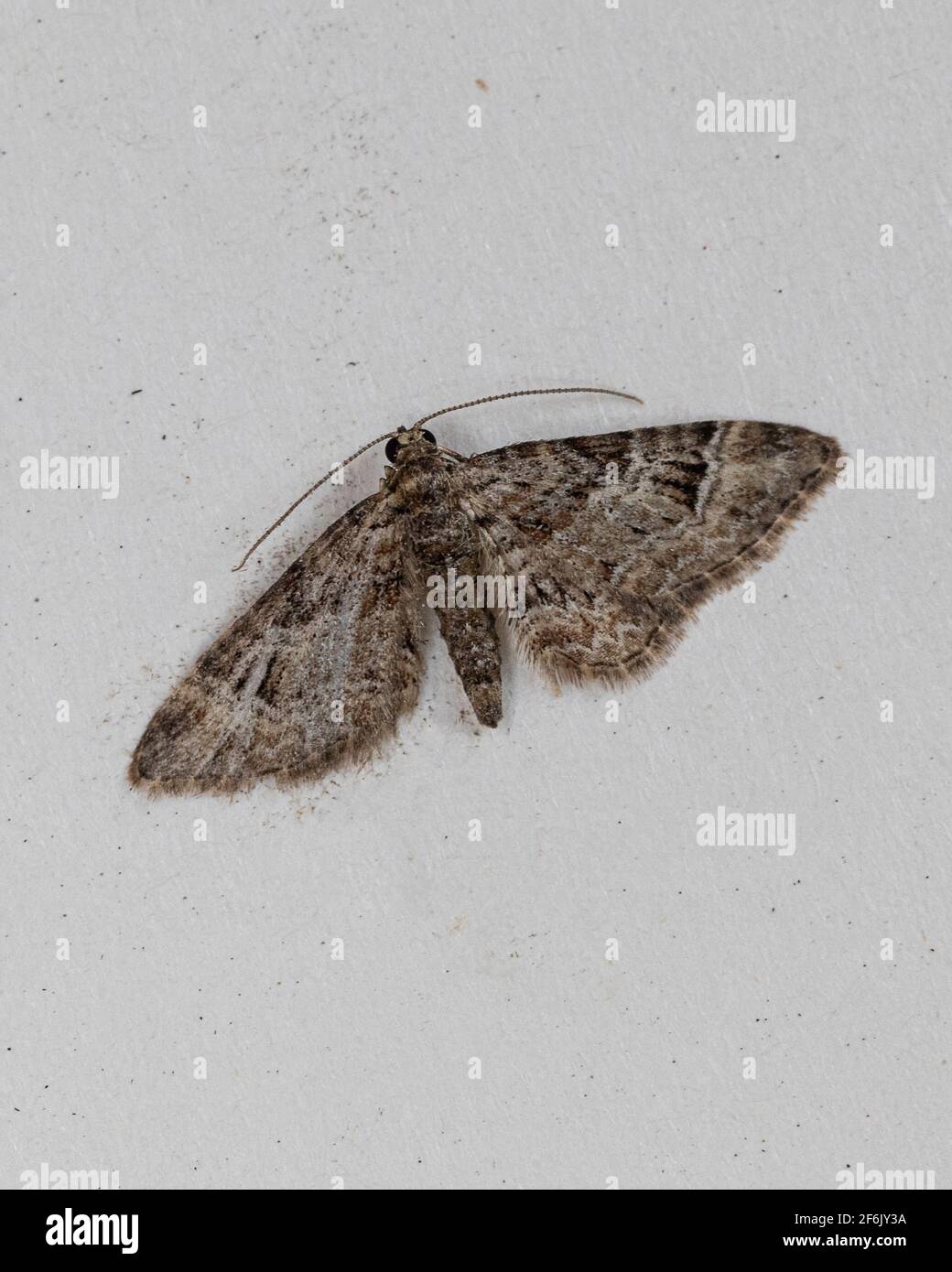 Gymnoscelis rufifasciata hi-res stock photography and images - Alamy