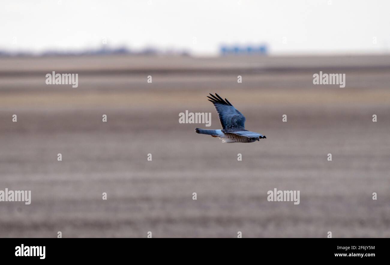 Harrier flying low hi-res stock photography and images - Alamy