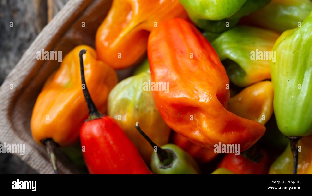 pimenta de cheiro, chili pepper Stock Photo - Alamy