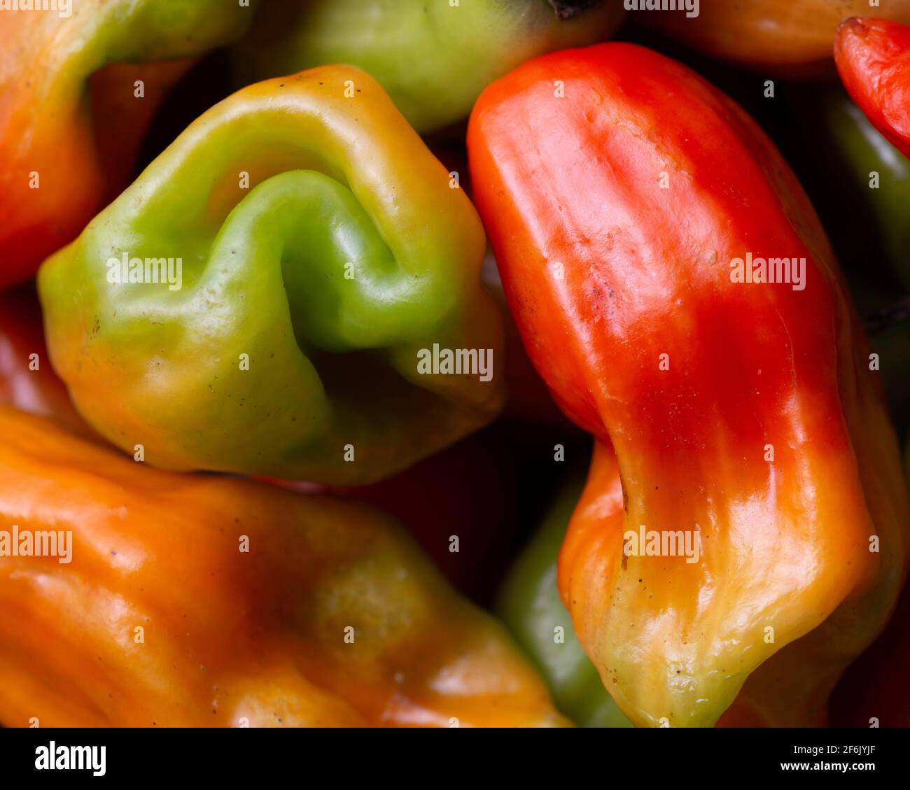 pimenta de cheiro, chili pepper Stock Photo - Alamy