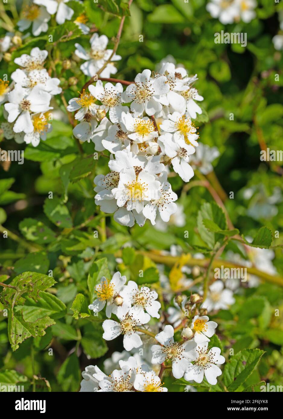 Rose hips rosa canina hi-res stock photography and images - Alamy