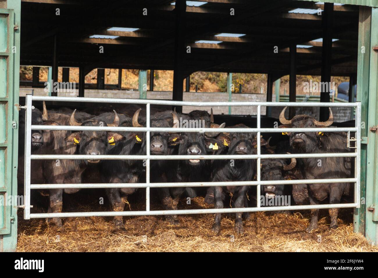 Cow head gate hi-res stock photography and images - Alamy