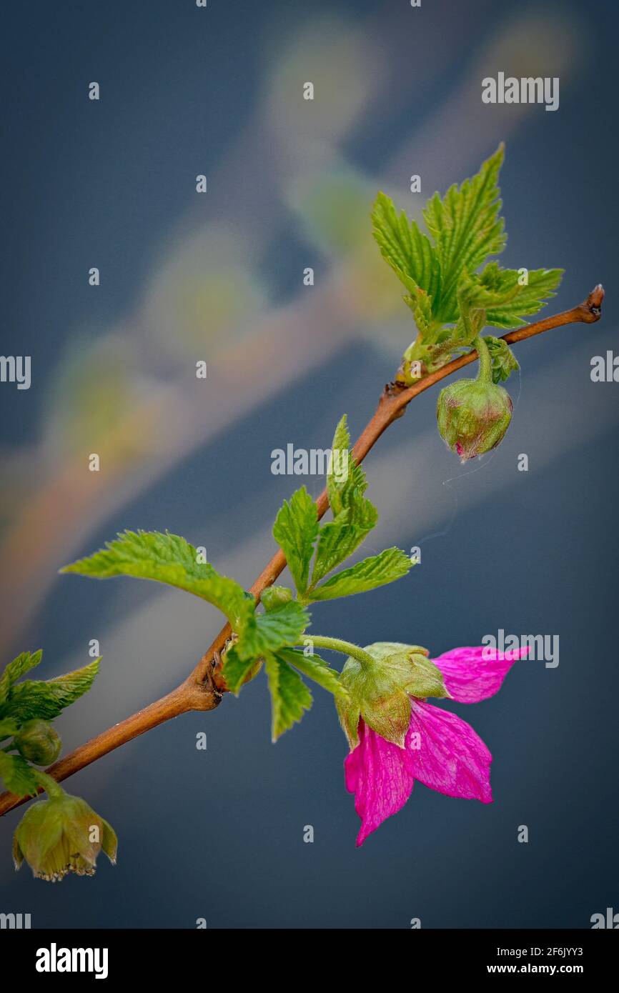 Salmonberry, Rubus spectabilis,, Vancouver, British Columbia, Canada ...