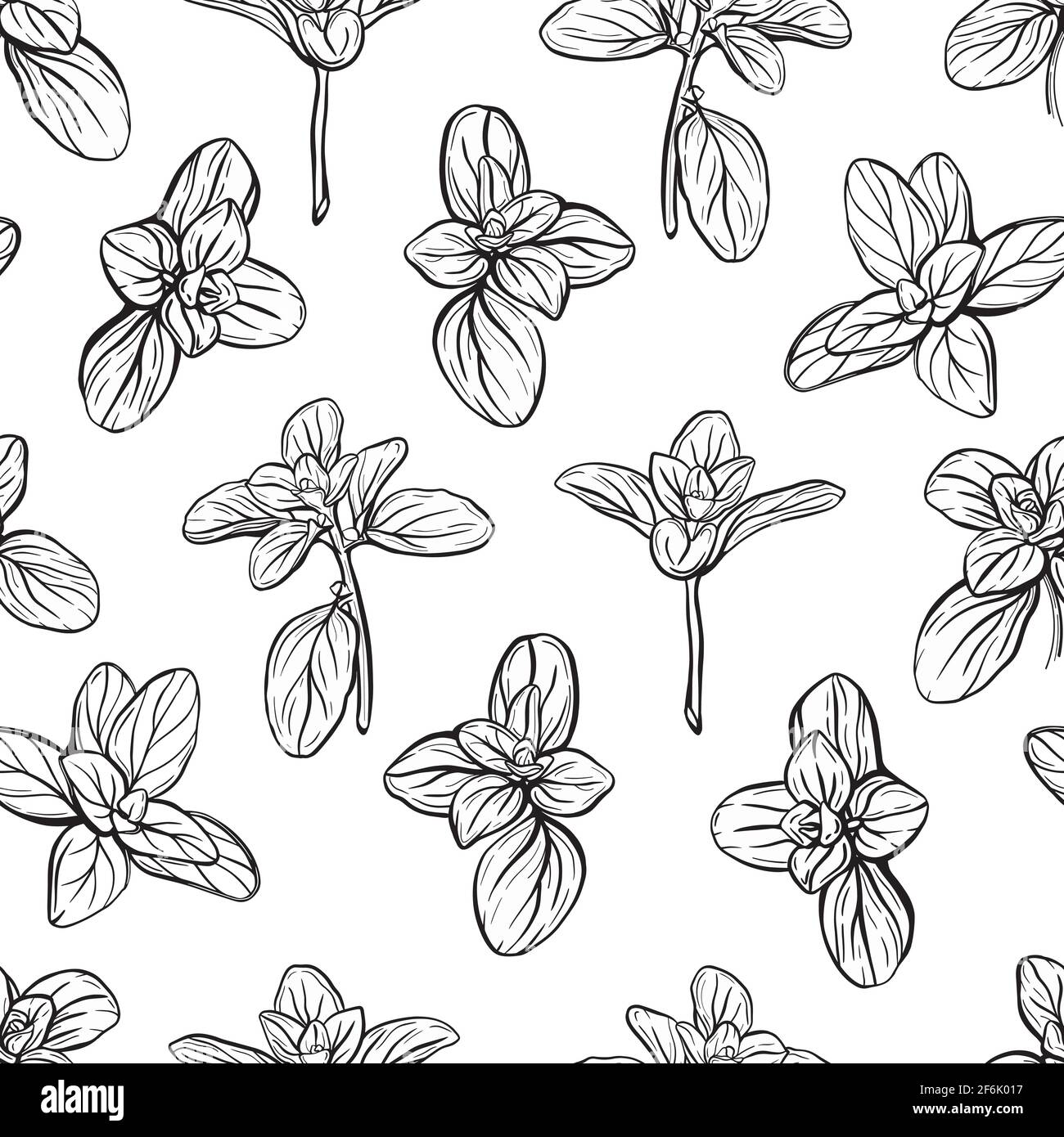 Ocimum basilicum drawing hi-res stock photography and images - Alamy