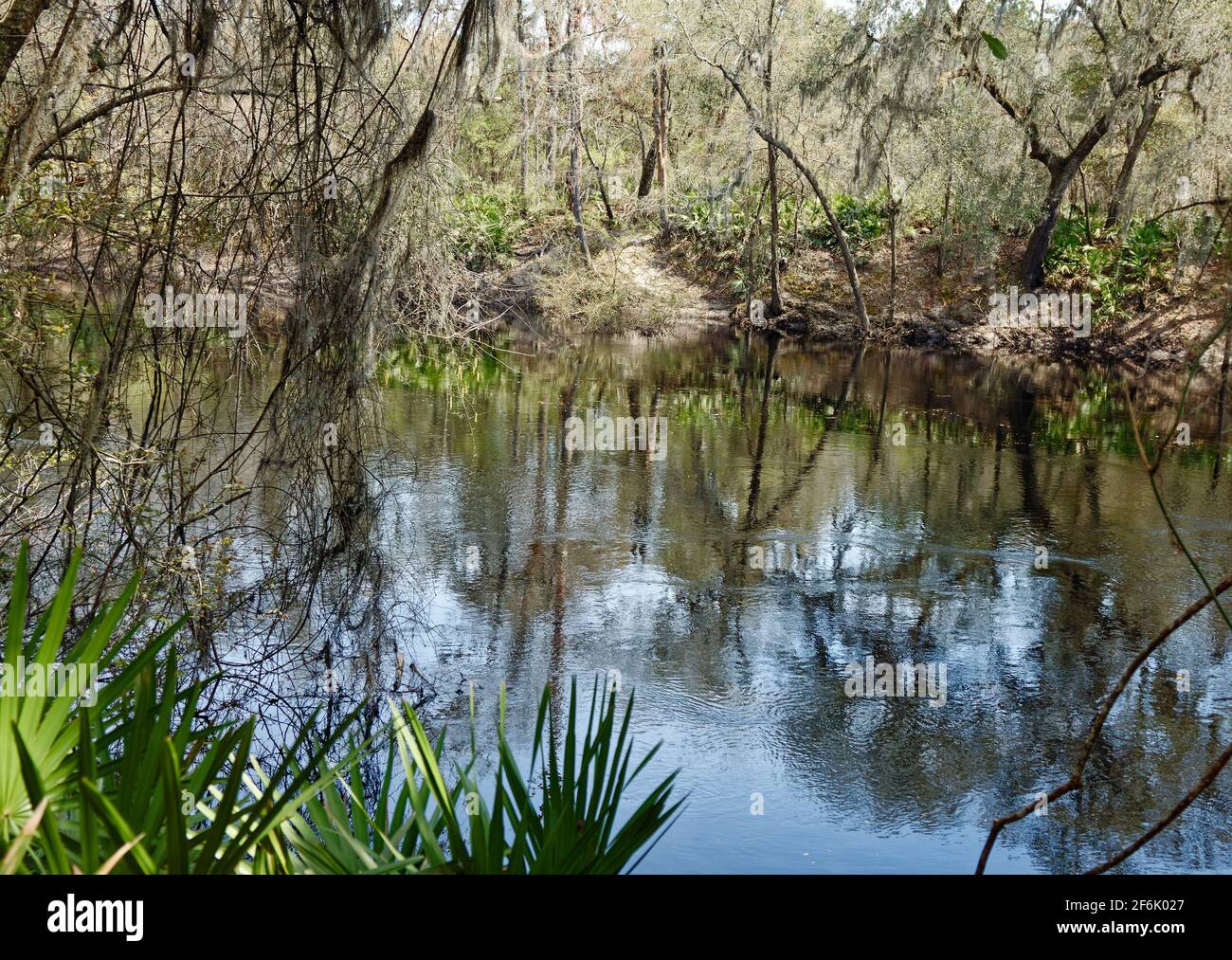 Suwanee River, moving water, nature scene, reflections, trees, Stephen ...