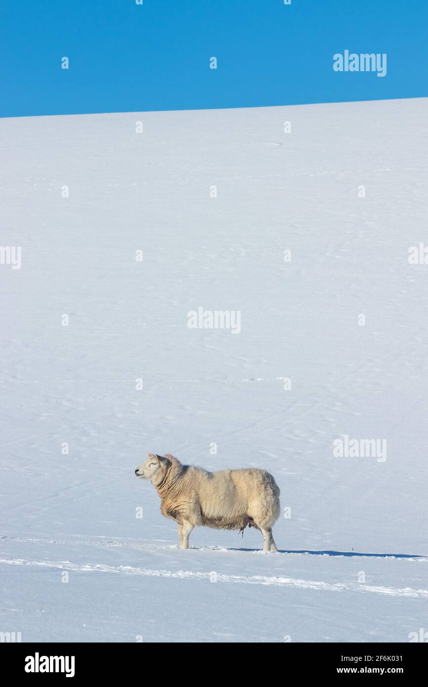 Weather snowing animals agriculture hi-res stock photography and images ...
