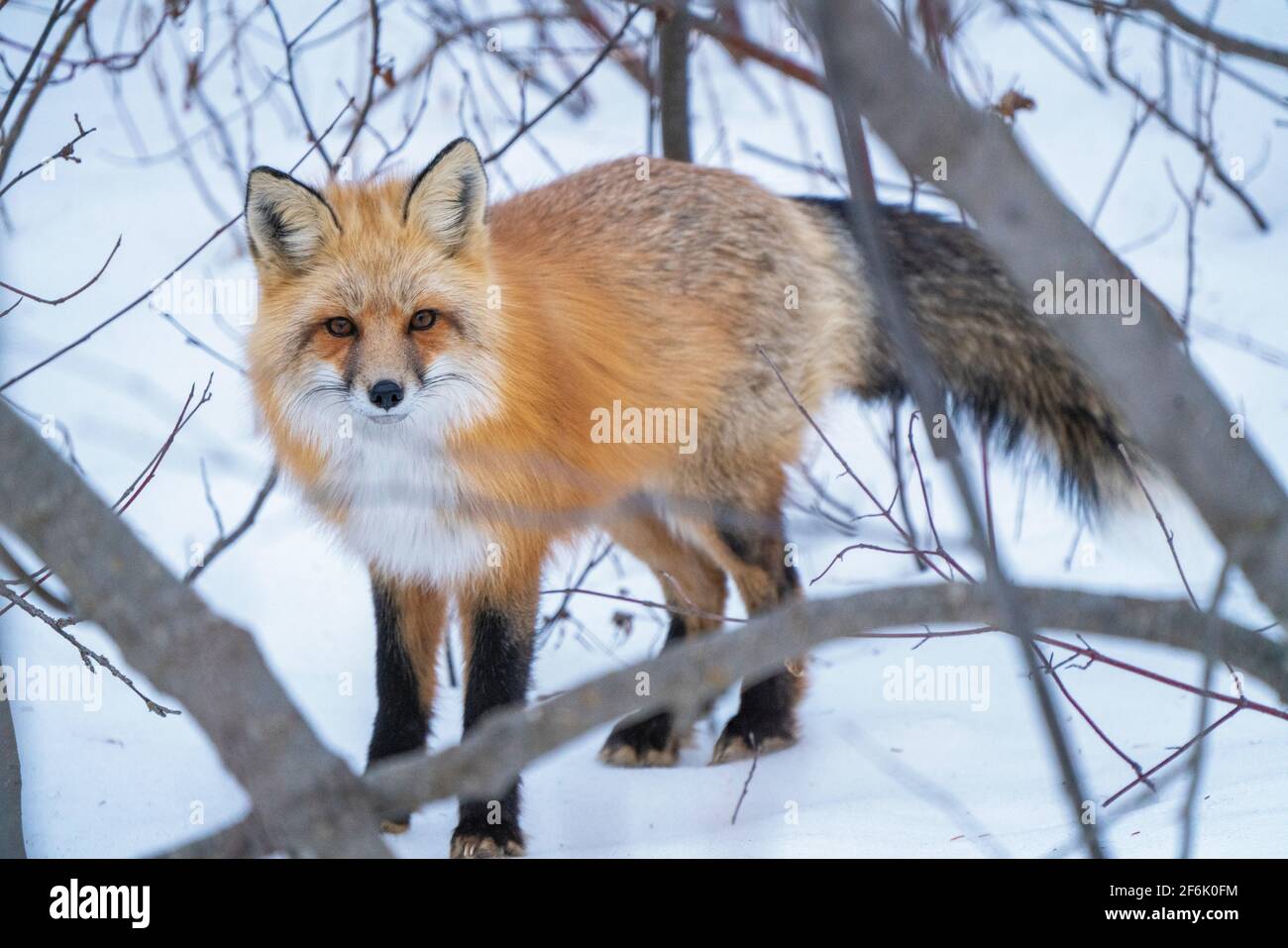 Fox in Winter Prince Albert National Park Canada close Stock Photo - Alamy