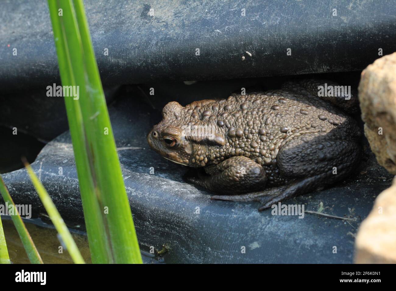 Toad spawn string hi-res stock photography and images - Alamy