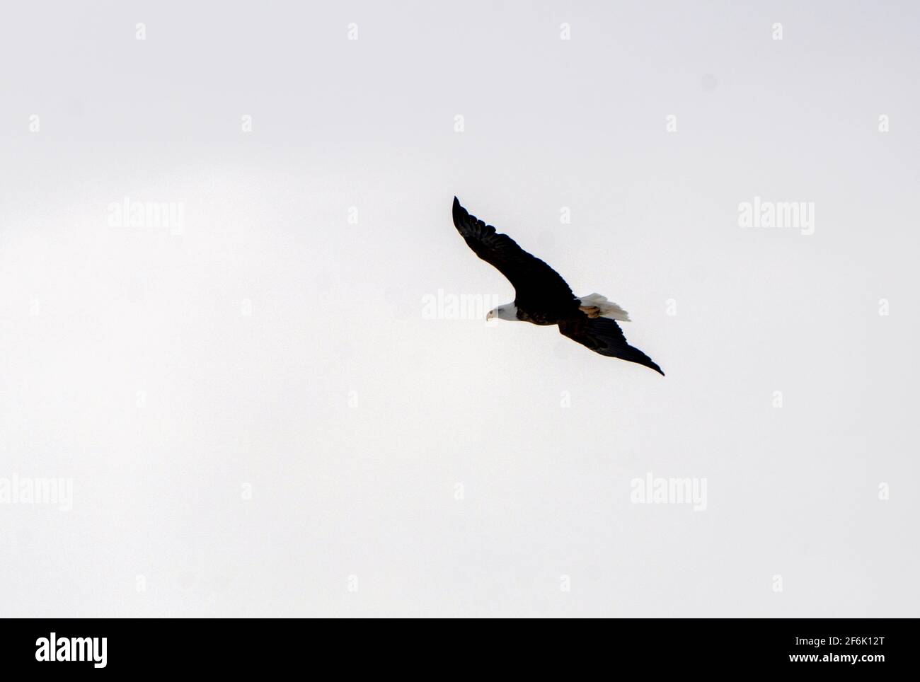 Bald Eagle Saskatchewan in Winter Northern Migration Flying Stock Photo ...