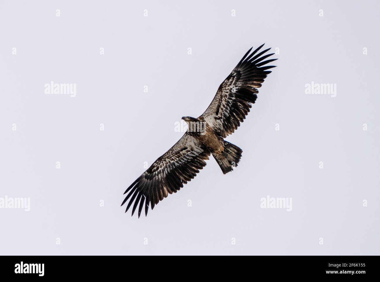 Bald Eagle Saskatchewan in Winter Northern Migration Flying Stock Photo ...