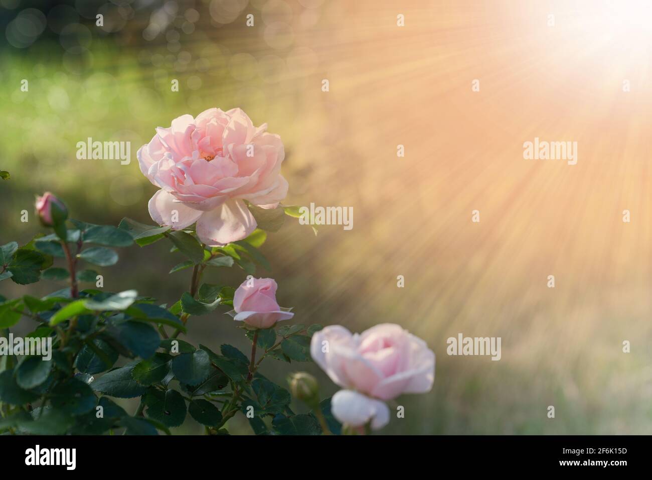 Beautiful fresh blooming rose bush on a sunny spring morning Stock ...