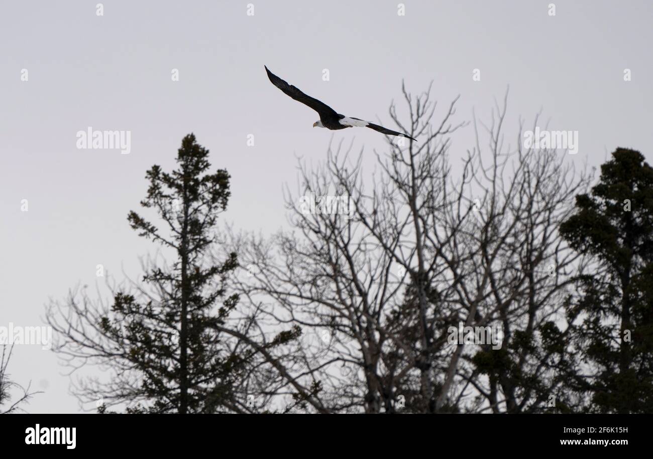 Bald Eagle Saskatchewan in Winter Northern Migration Flying Stock Photo ...