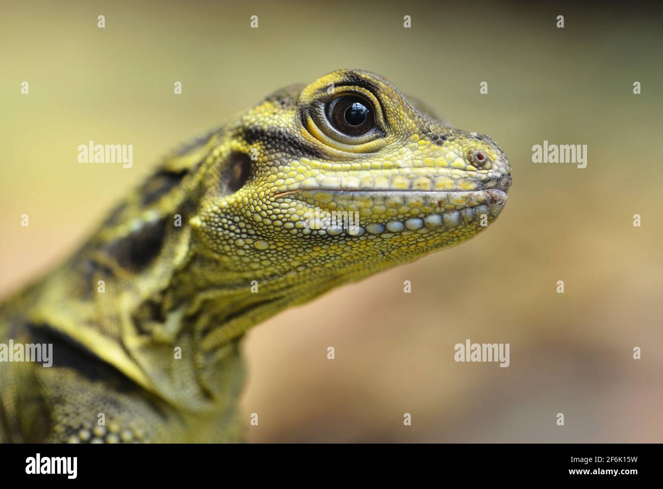 Philippine sailfin lizard (Hydrosaurus pustulatus) close up Stock Photo ...