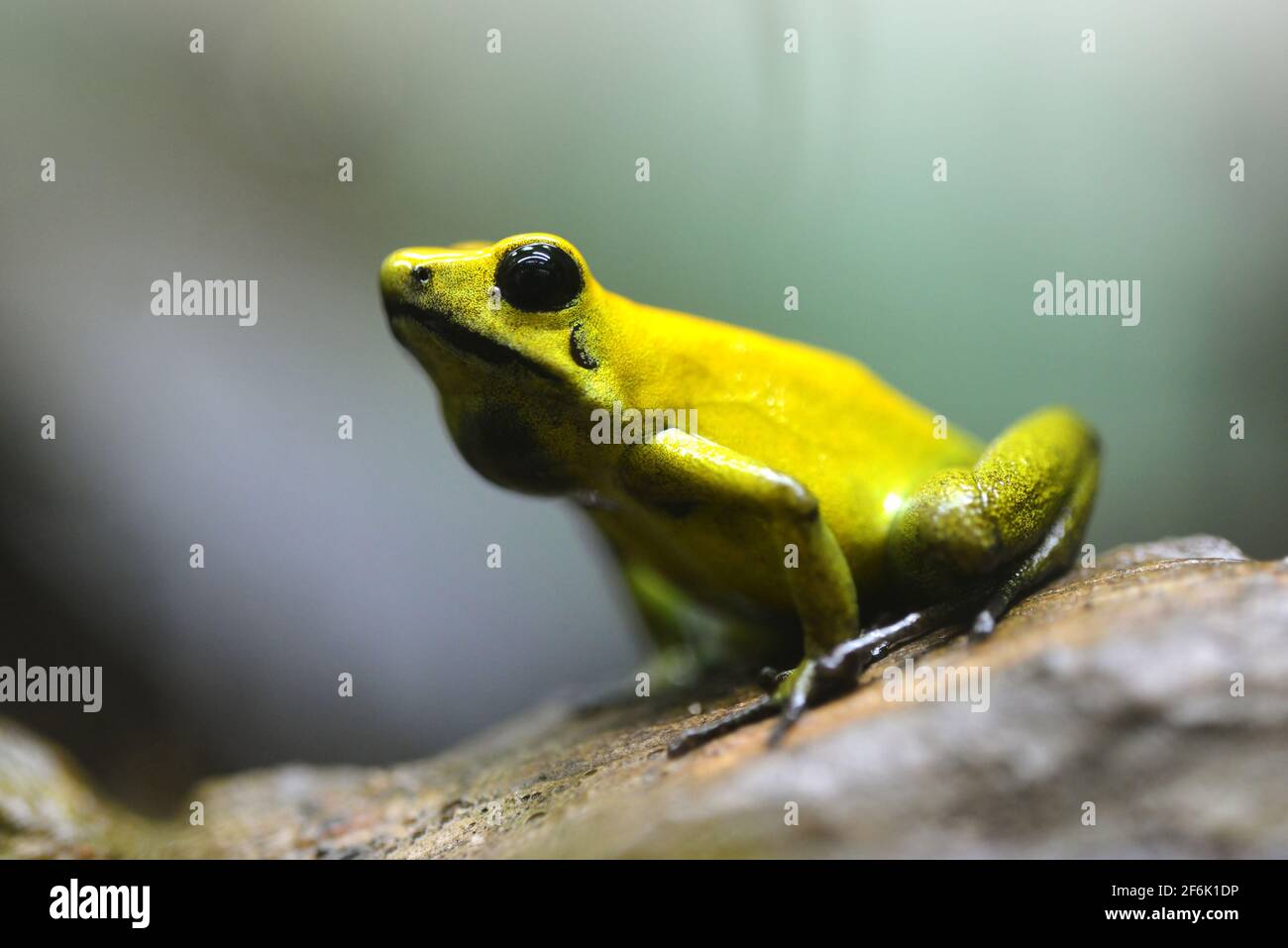 Golden poison dart frog (Phyllobates terribilis) in rainforest ...